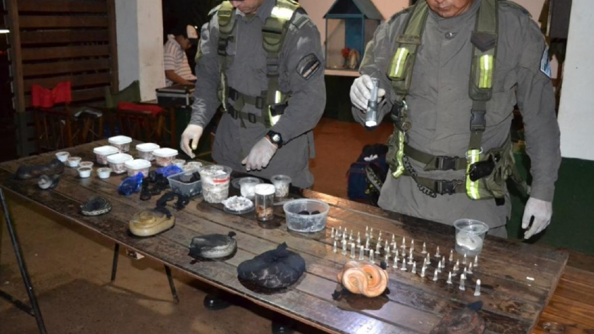 Detuvieron a un hombre que viajaba a Buenos Aires con 90 serpientes ... Detuvieron a un hombre que viajaba a Buenos Aires con 90 serpientes ...