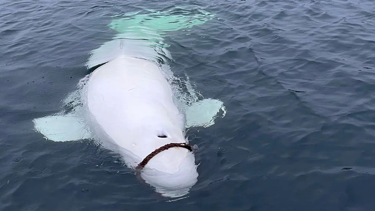 Hvaldimir: el misterio de la más sorprendente espía de Vladimir Putin