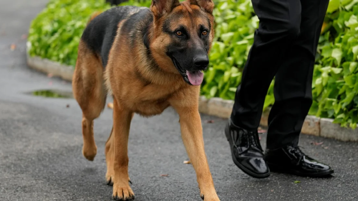 El perro de Joe Biden volvió a morder a un agente del Servicio Secreto