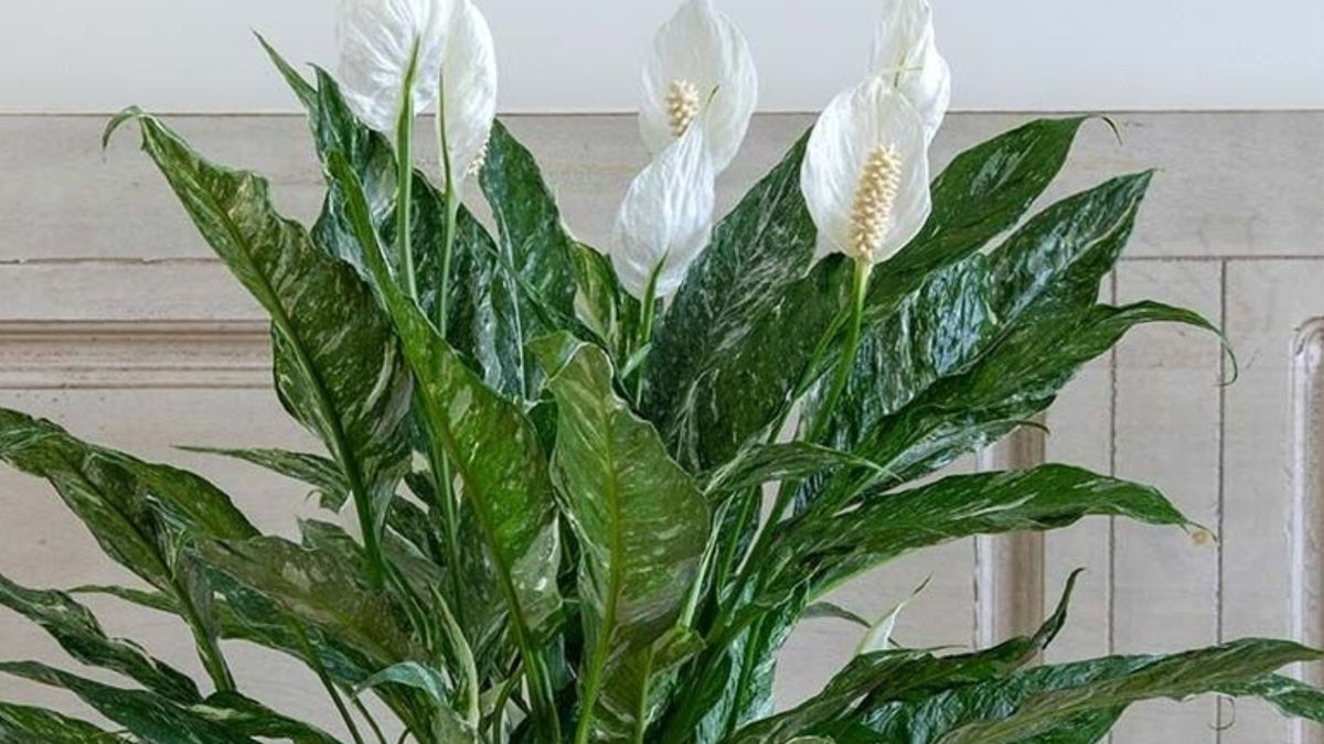 Tres plantas fáciles de conseguir en Argentina que purifican el aire de tu casa