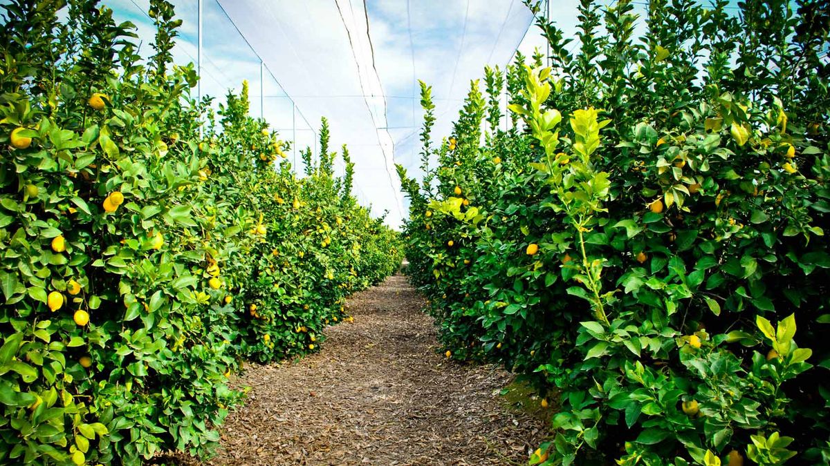 Exportaciones: los detalles del primer embarque de limones desde ...