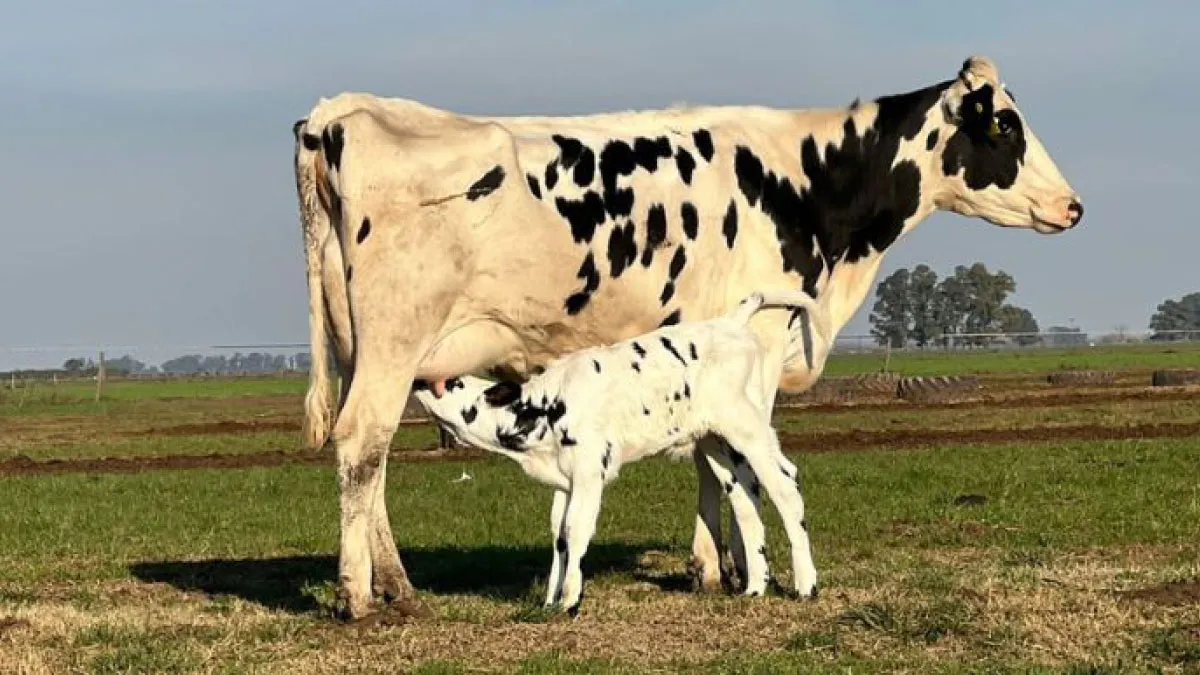ALERTA: la leucosis bovina se extendió en rodeos de carne argentinos