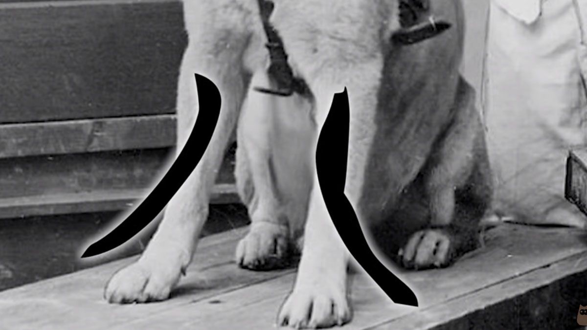 Hachiko, el perro más fiel del mundo: su emotiva historia a cien años ...