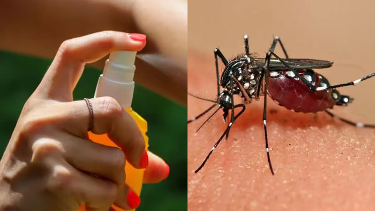 Alerta dengue: el lugar clave para ponerse repelente y evitar el contagio
