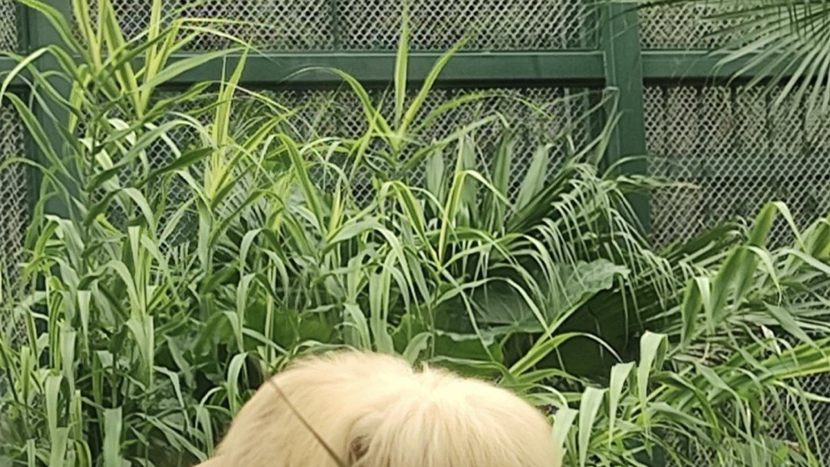 ¿La nueva moda?: un león se volvió viral con su particular corte de pelo