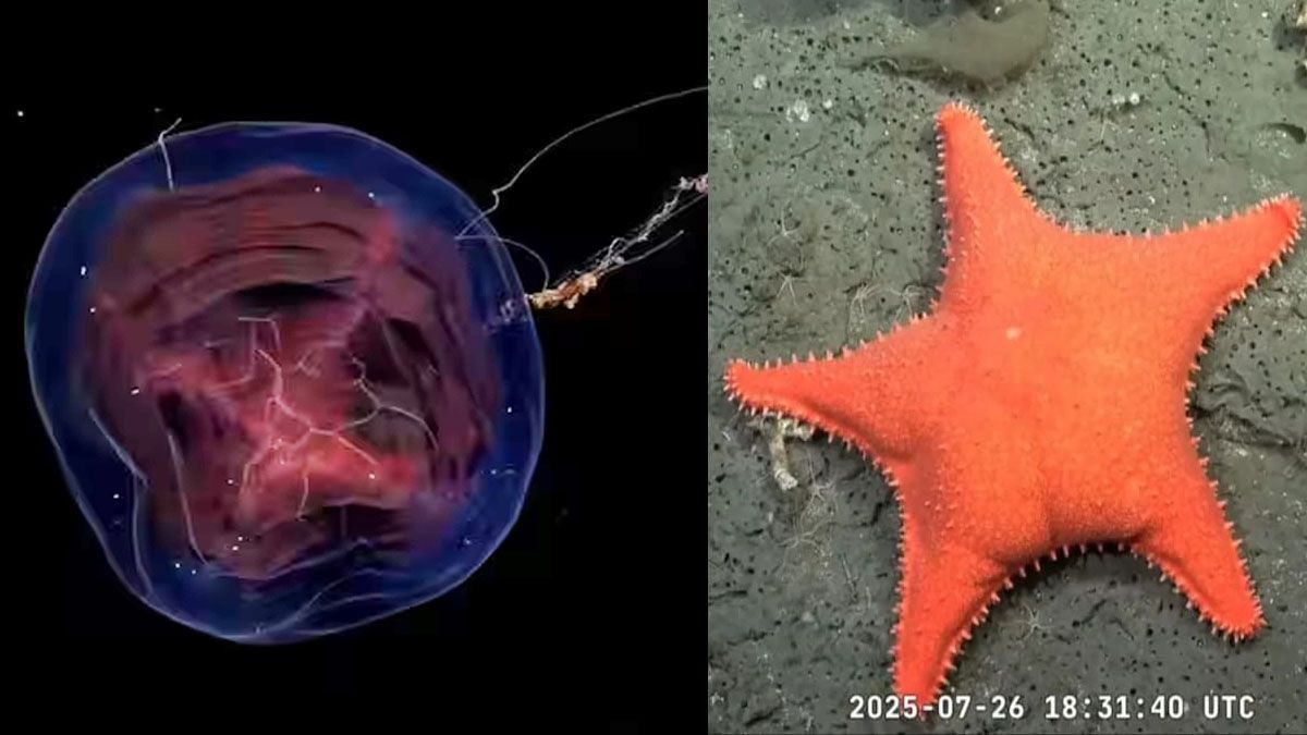 Furor por un streaming del Conicet que muestra el fondo del mar ...