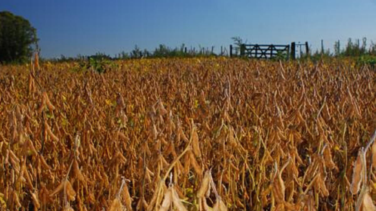 Etapa final para la cosecha de soja de primera y maíz temprano en el ...