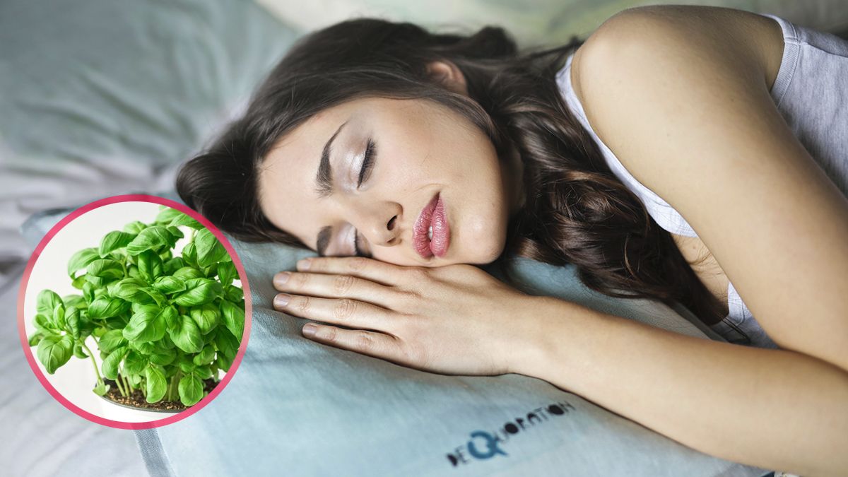 Albahaca bajo la almohada: qué hace
