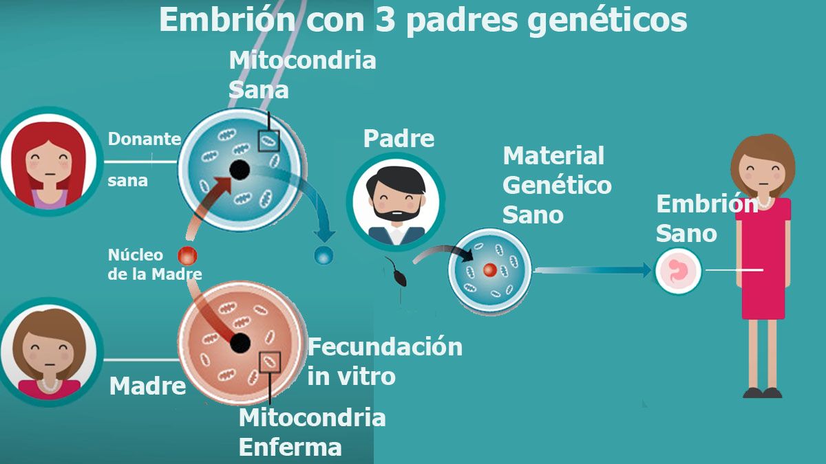 La novedosa técnica in vitro que permitió el nacimiento de un bebé con tres padres genéticos