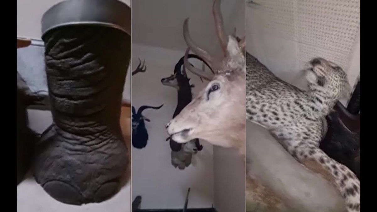 Familia Fort: en la fábrica de chocolates tenían más de 50 animales ...