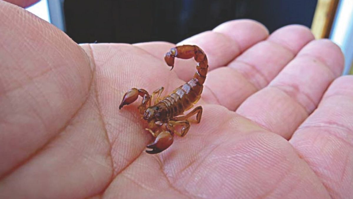 Temporada de alacranes: ¿cómo evitarlos y qué hacer frente a una picadura?