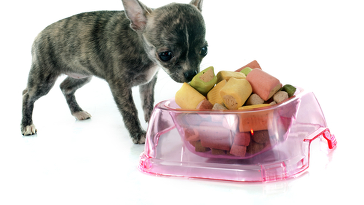 La forma correcta de alimentar perros de raza pequeña