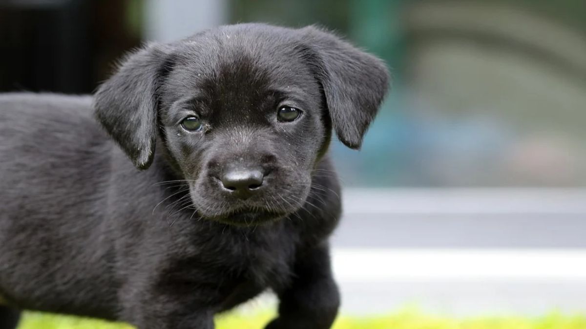 Viral: la tierna reacción de un perro al darse cuenta de que no saldrá ...