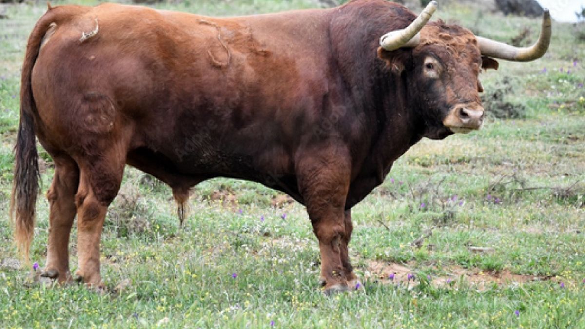 Un toro mató a su dueño de una cornada cuando intentaba escapar de un ...