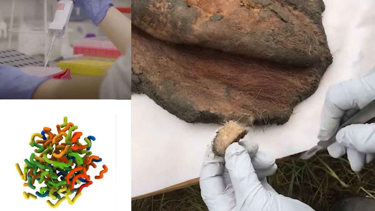 El sorprendente hallazgo científico que data de 50.000 años de antigüedad