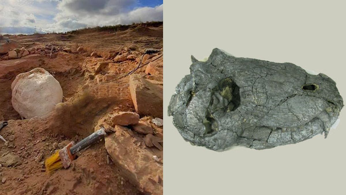 Hallaron al depredador más grande de Sudamérica que existió antes de ...