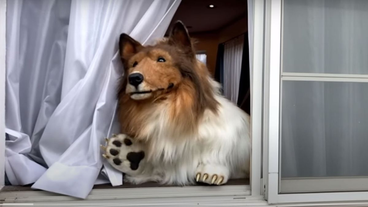 Lassie humano: gastó una fortuna para ser un perro y ahora causa furor en las redes