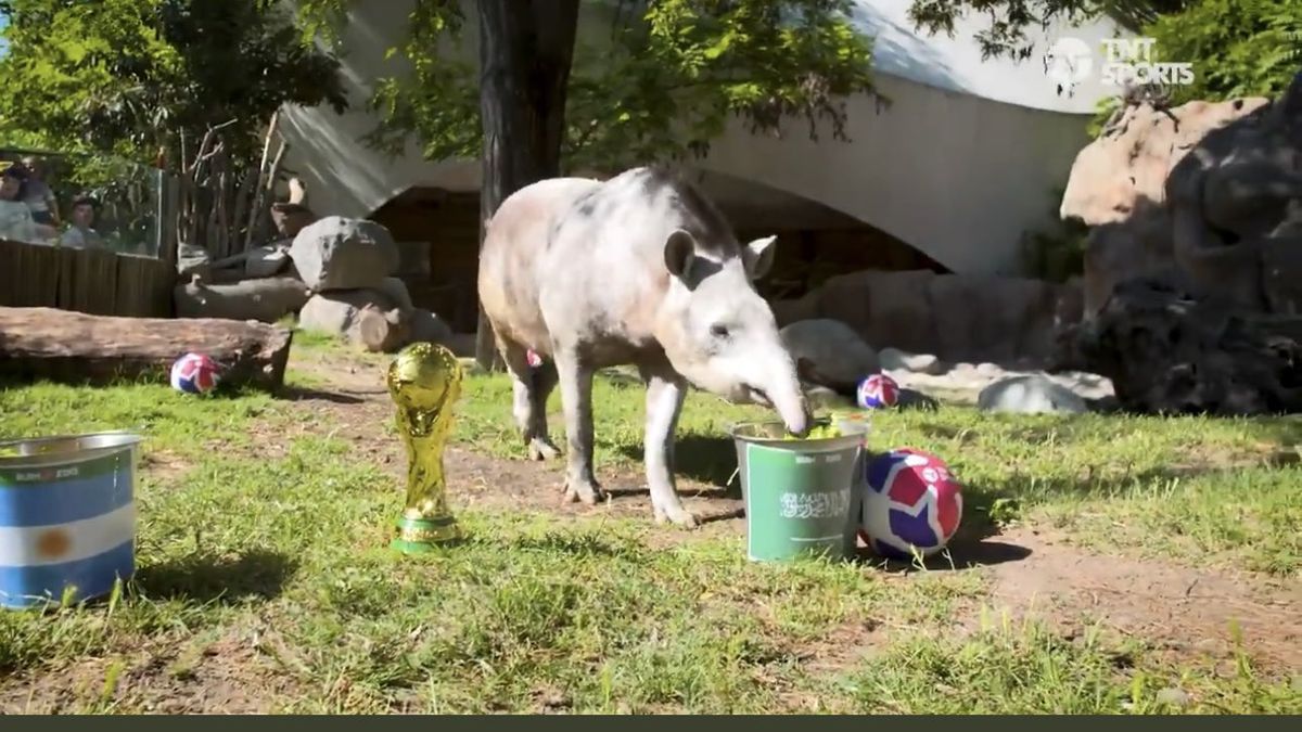 Mundial Qatar 2022 | El tapir Manolo lo hizo: predijo la derrota de ...