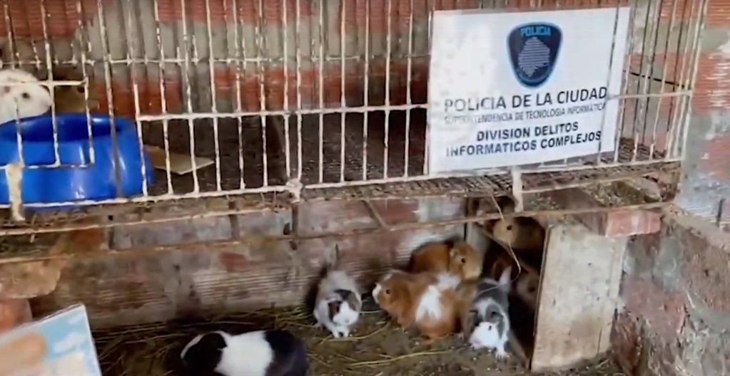 Maltrato animal: vendían animales vivos y congelados para consumo