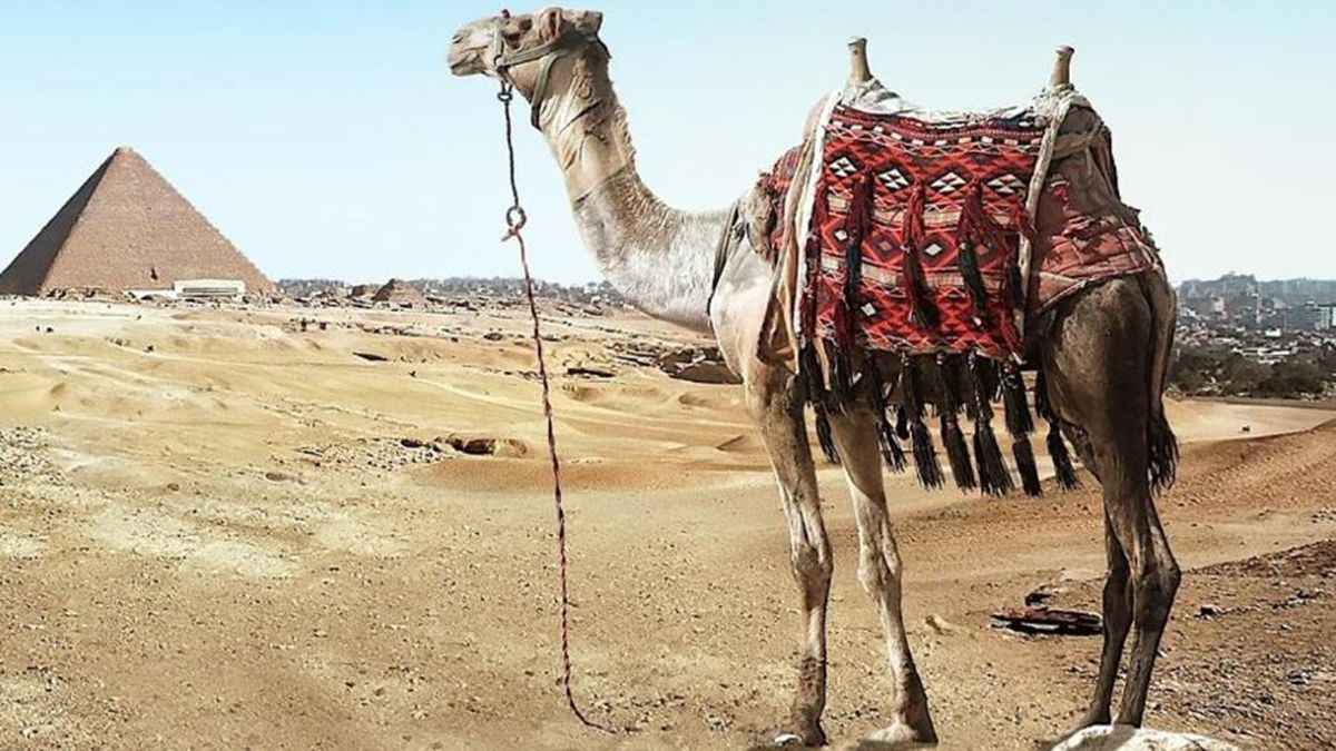 Alerta en Qatar 2022 por la presencia del virus del camello: ¿de qué se trata, cuáles son sus ...