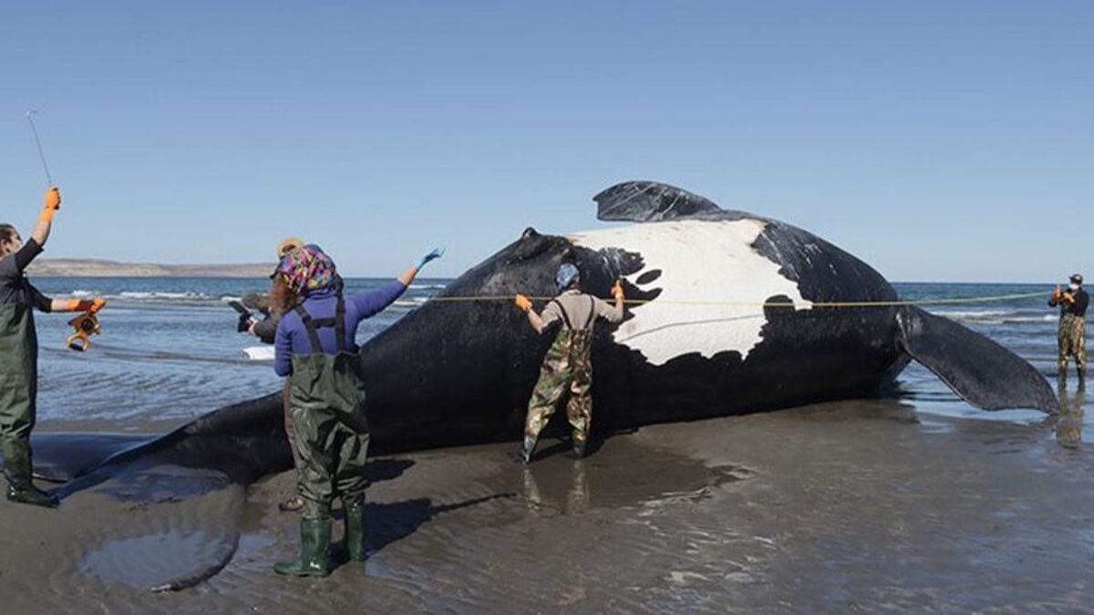 Descubren la razón por la que murieron las ballenas en Península Valdés