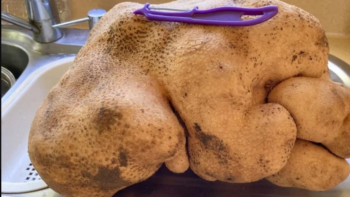 Creyeron que habían cultivado la papa más grande del mundo pero estaban ...