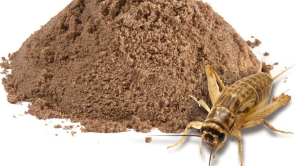 El Gobierno impulsa la producción de harina de insectos: ¿para qué sirve?