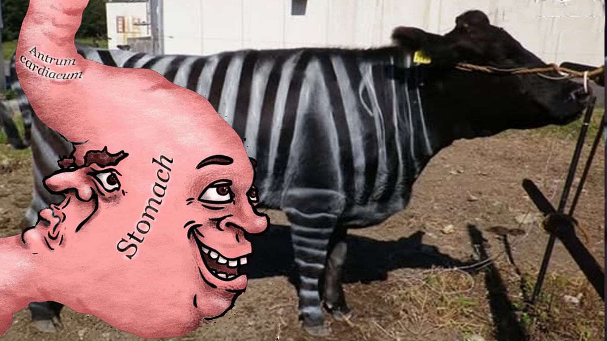 Quiénes ganaron el IgNobel 2025, los premios más insólitos y absurdos ...