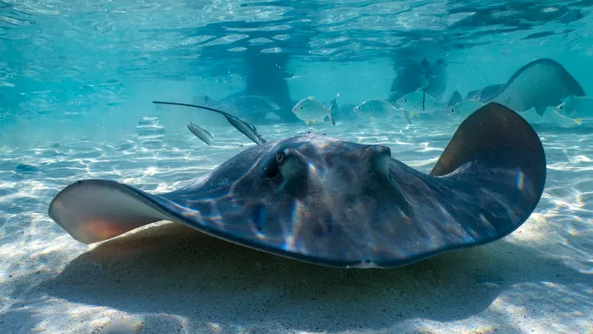 El llamativo caso de la mantarraya que quedó embarazada sin un ejemplar ...