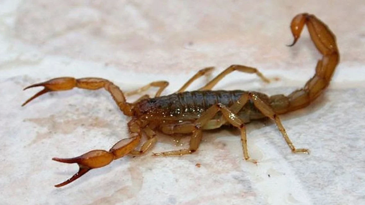 Alarma en una escuela de CABA por la aparición de un alacrán: piden ...