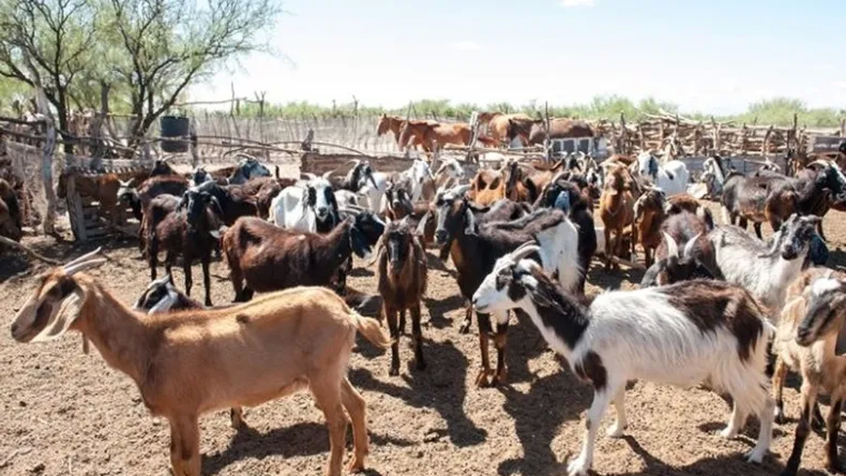 Cómo es la asistencia para productores caprinos del sur de Mendoza