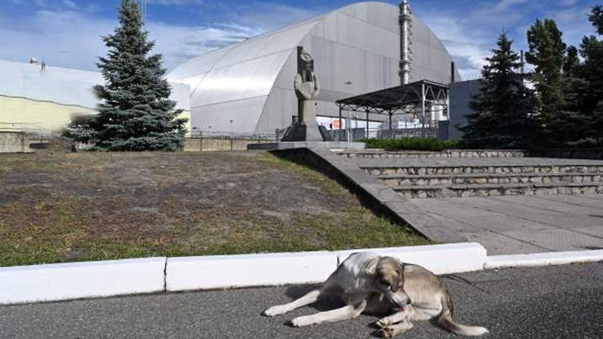 Los perros radiactivos de Chernobyl y un hallazgo que sorprende a los científicos