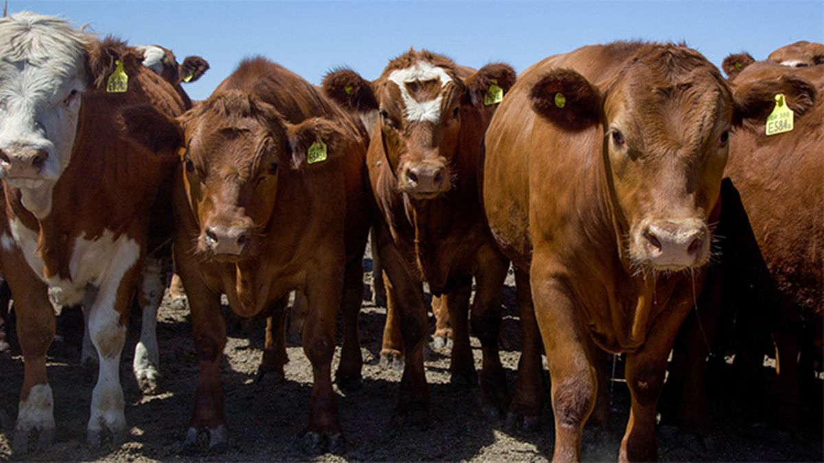 Cómo entender los números del stock vacuno argentino