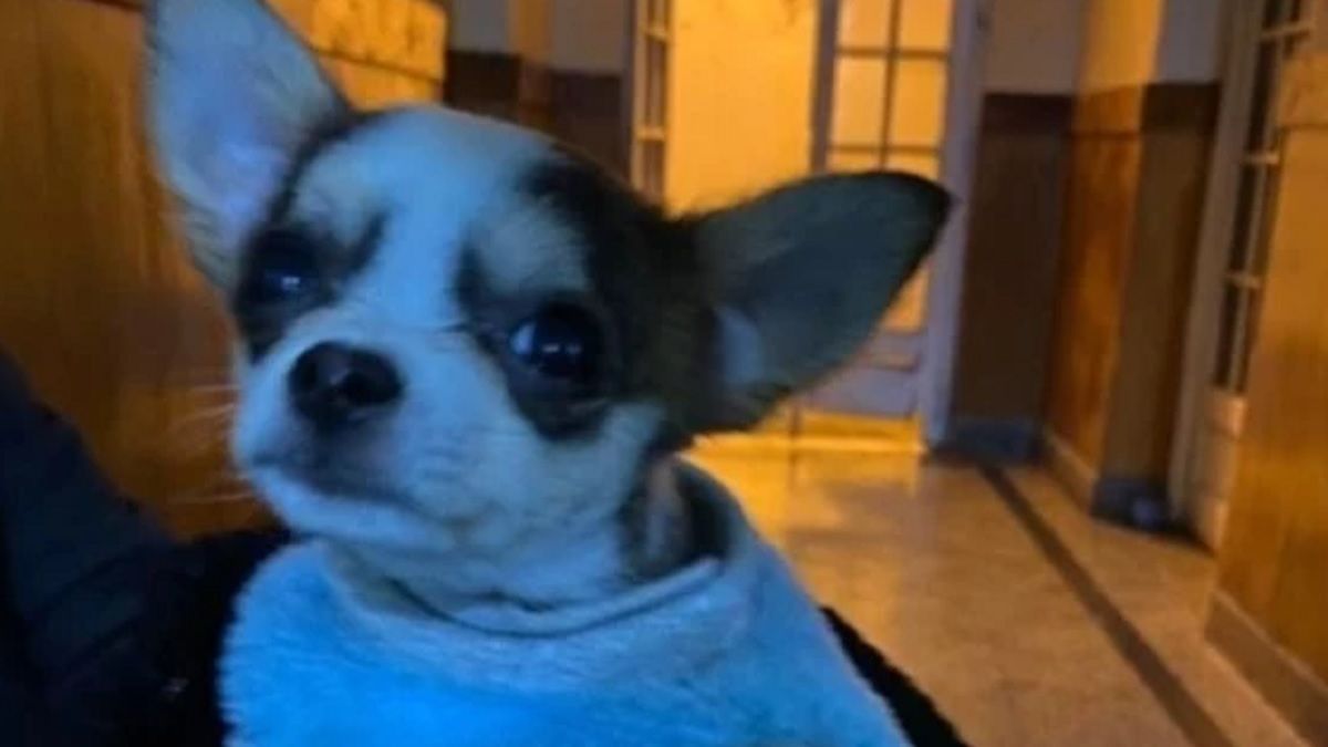 Una pareja se peleó por la tenencia de su chihuahua y terminó de la peor manera