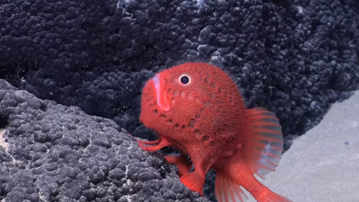 El IMPACTANTE descubrimiento oceánico de Chile que está cambiando el mundo