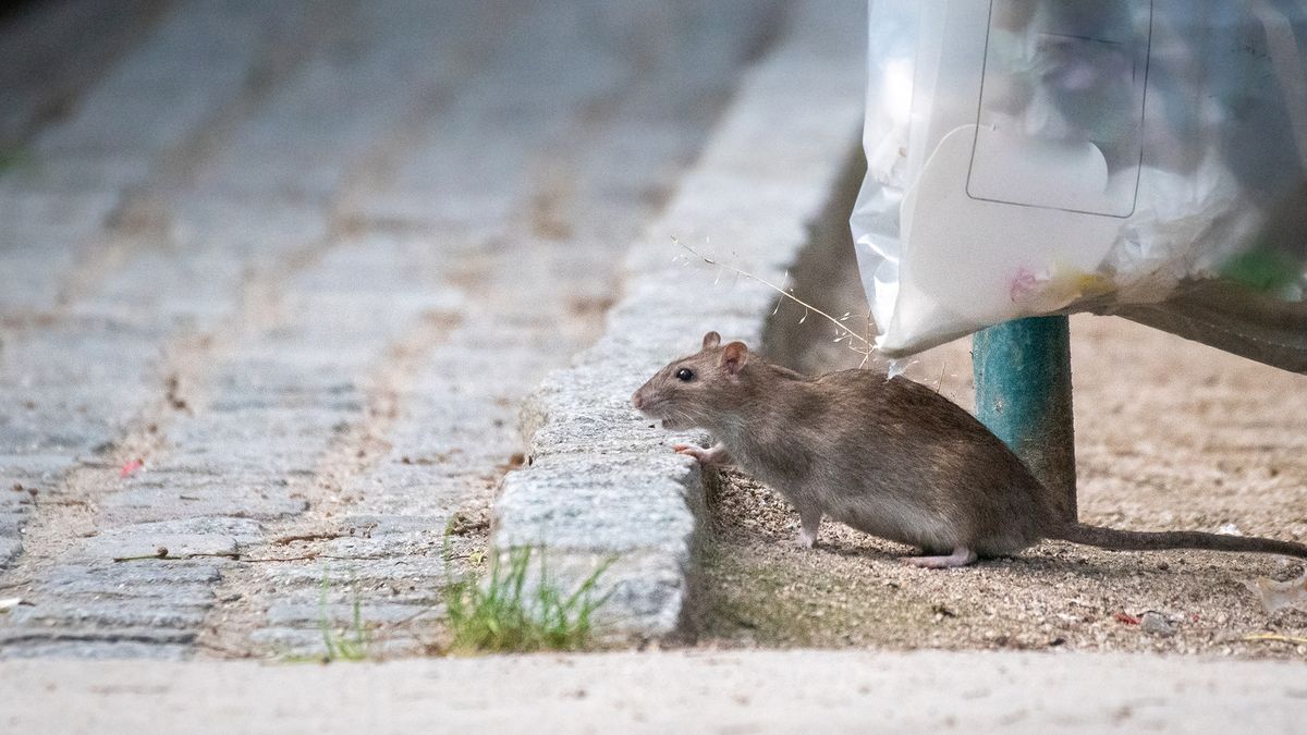 Cómo prevenir la presencia de ratas y lauchas en los hogares durante el ...