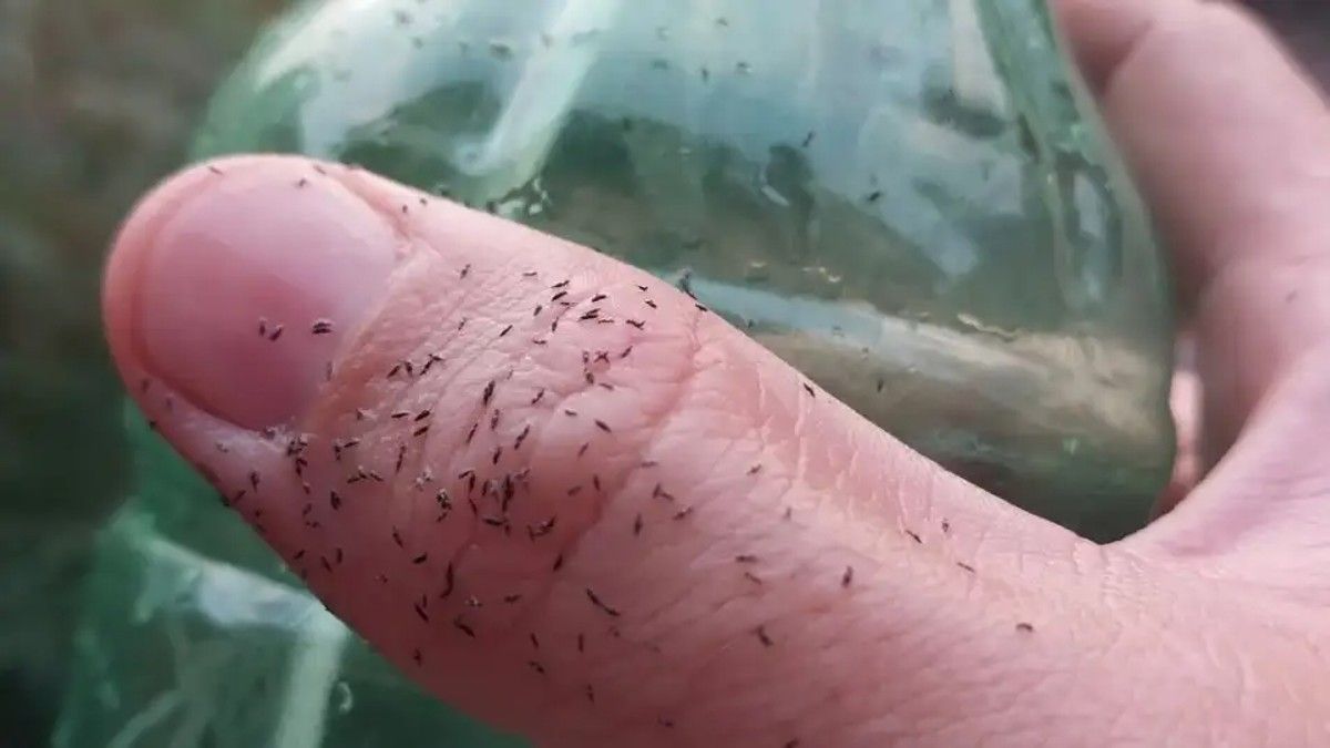 Una invasión de pequeños bichitos negros puso en alerta a la Ciudad y el Gran Buenos Aires