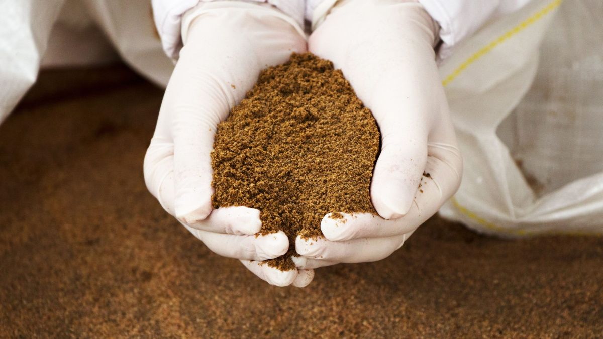 El Gobierno impulsa la producción de harina de insectos: ¿para qué sirve?