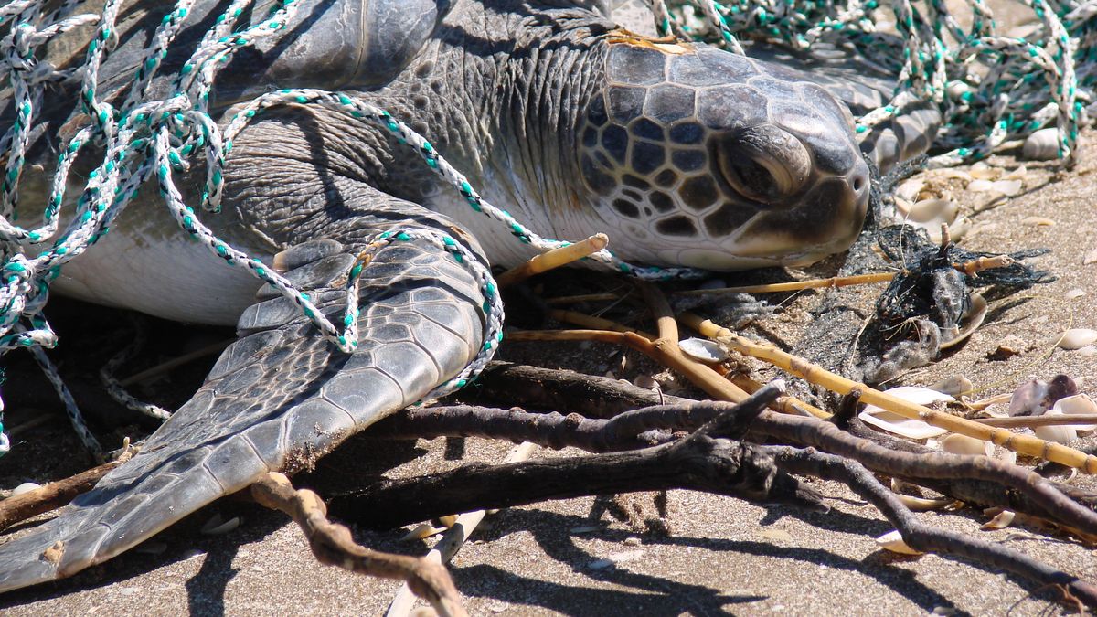Más del 80% de los residuos encontrados en las playas bonaerenses son plásticos