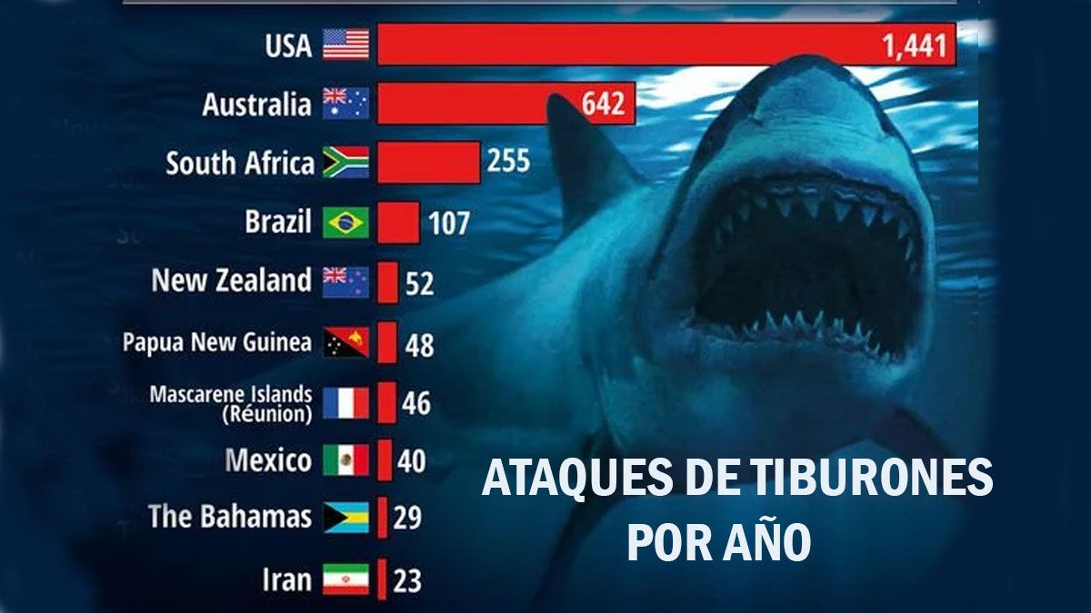 La extraña adicción por la que los tiburones enloquecen y atacan a las ...