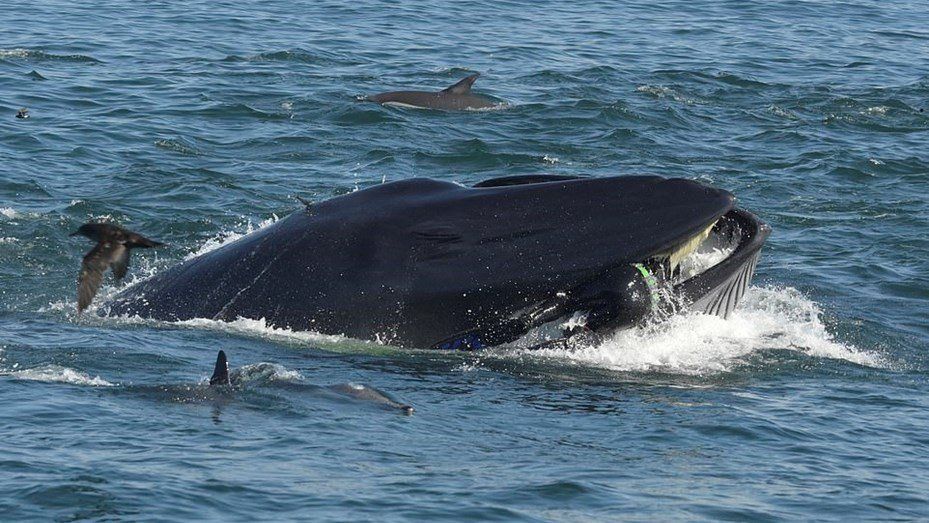 Científicos descubrieron los genes que hicieron gigantes a las ballenas