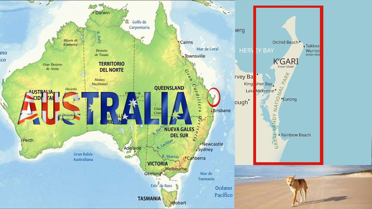 Perros salvajes en las playas: alerta máxima tras la muerte de una ...