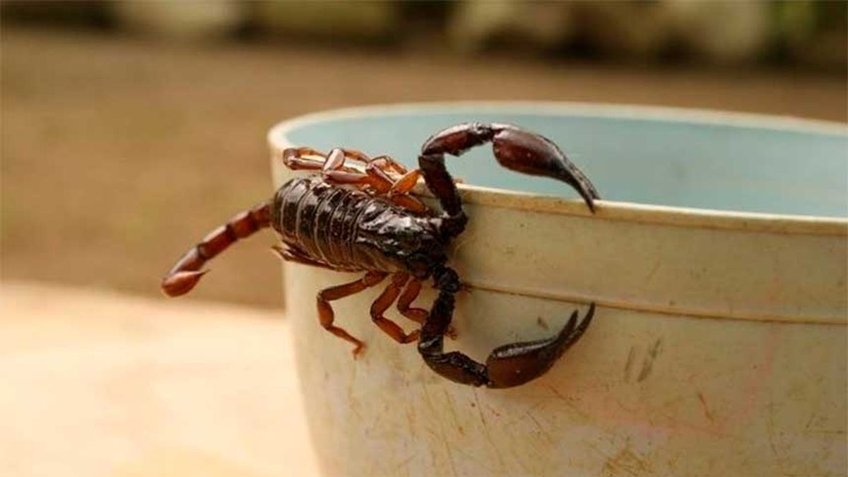 Tragedia: una bebe de un año murió tras ser picada por un alacrán