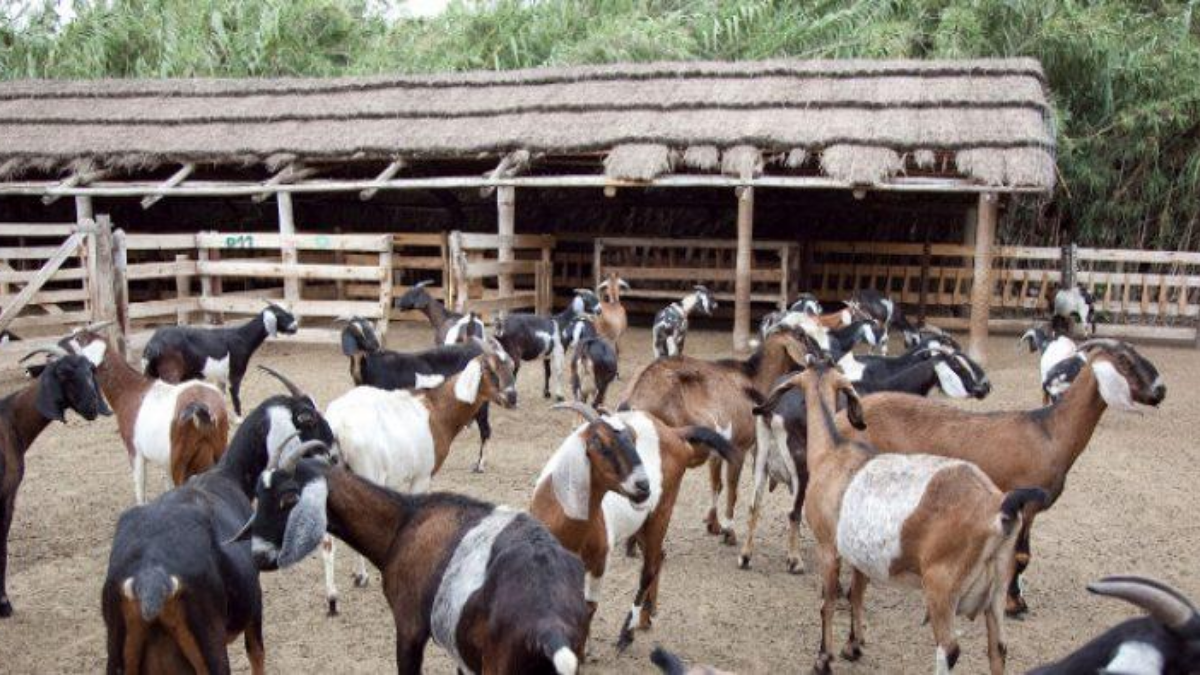 Agricultura destina más de $ 25 millones al desarrollo caprino santiagueño