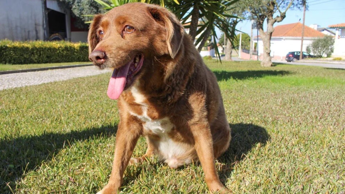¡Increíble cuántos años vivió! Murió Bobi, el perro más viejo del mundo