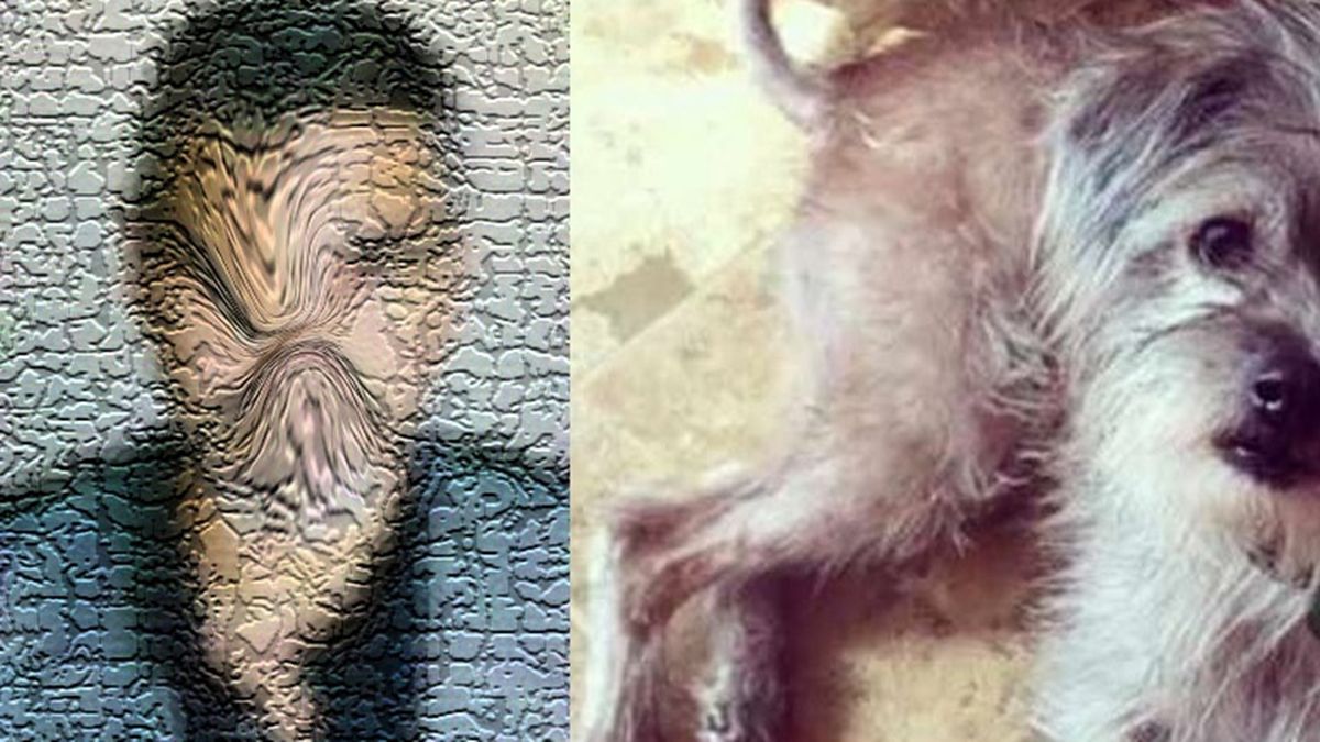 ¿Qué actor súper famoso adoptó este perro que nadie quería?