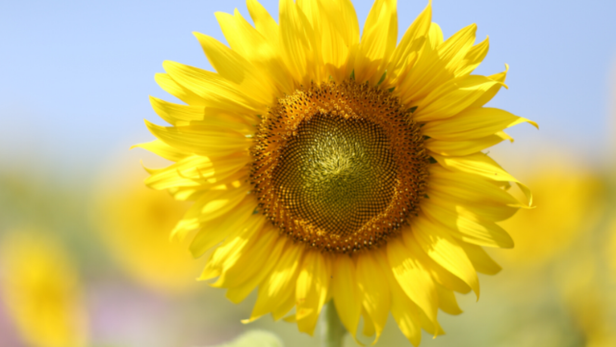 La superficie de girasol crecería más del 12% hasta los 2 millones de ...