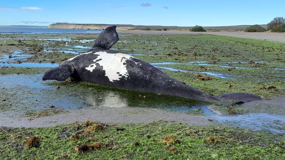 La peculiar toxicidad que causó alerta y mató a decenas de ballenas en ...