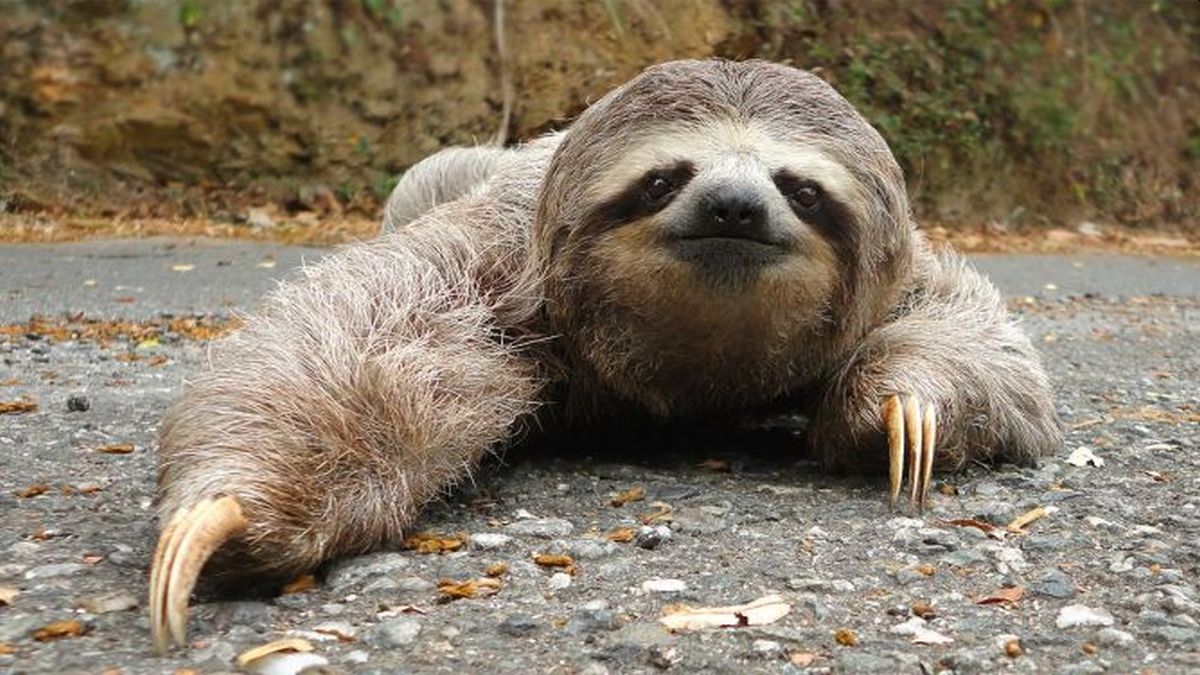 El tierno agradecimiento de un perezoso a un hombre que lo ayudó a ...