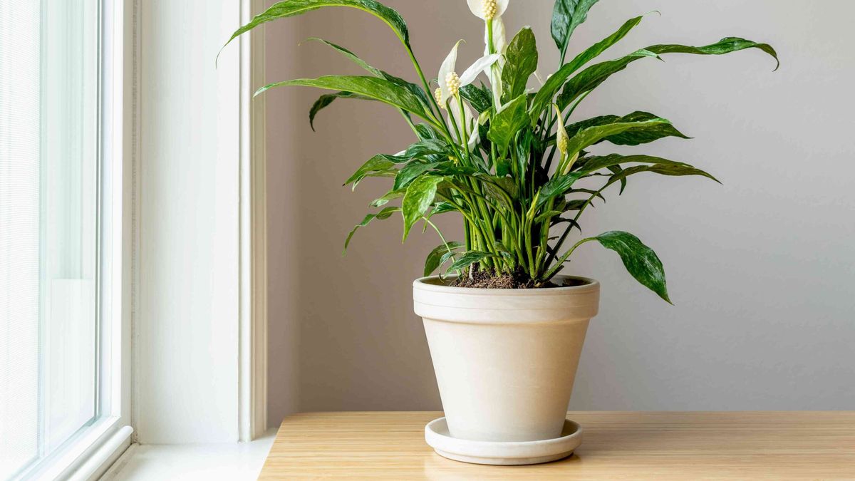 Tres plantas fáciles de conseguir en Argentina que purifican el aire de tu casa